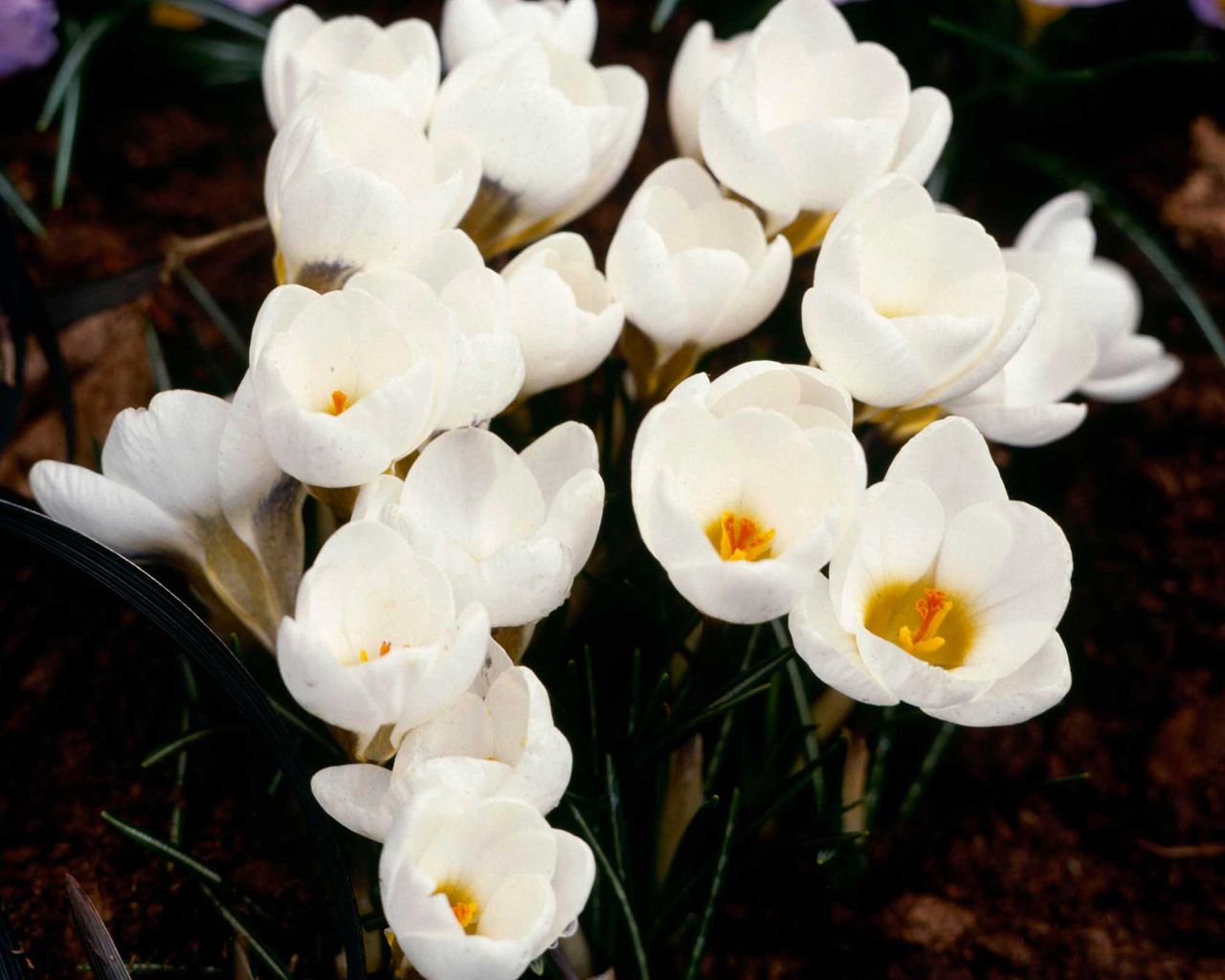 Types of crocus: 12 spring-flowering bulbs | Gardeningetc