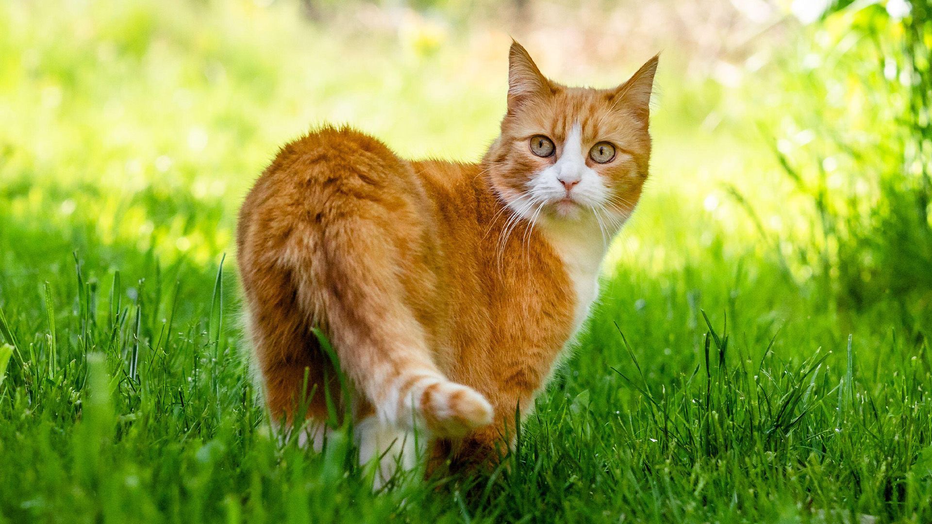 Scientists can finally explain why most orange cats are male | PetsRadar