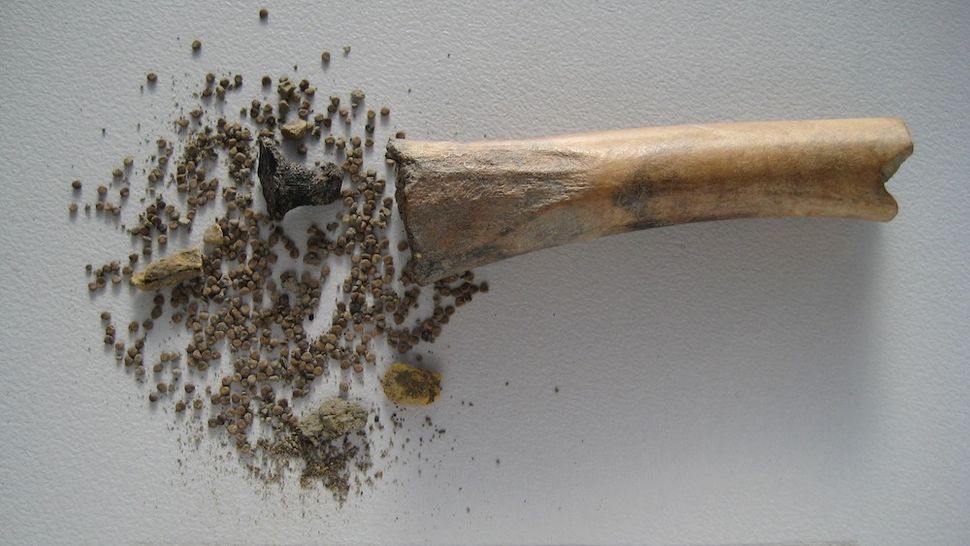Romans kept poisonous, narcotic seeds concealed in bone vials, new ...