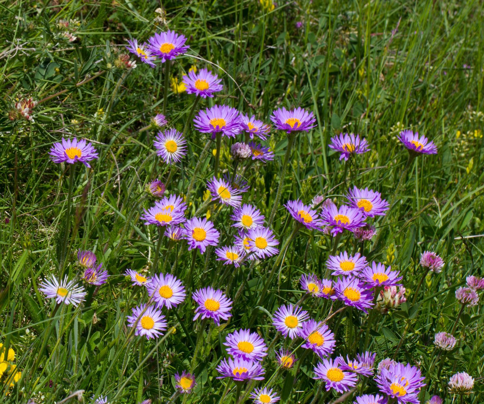 Best aster varieties: expert picks for flowering plants | Homes and Gardens