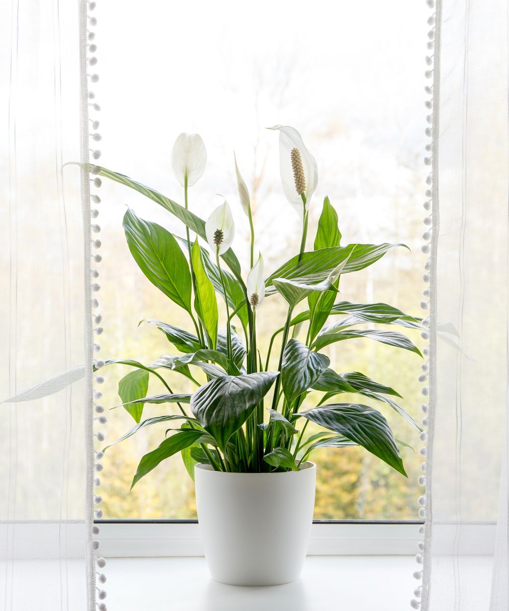 How do you revive a droopy peace lily? Fast and easy | Homes and Gardens