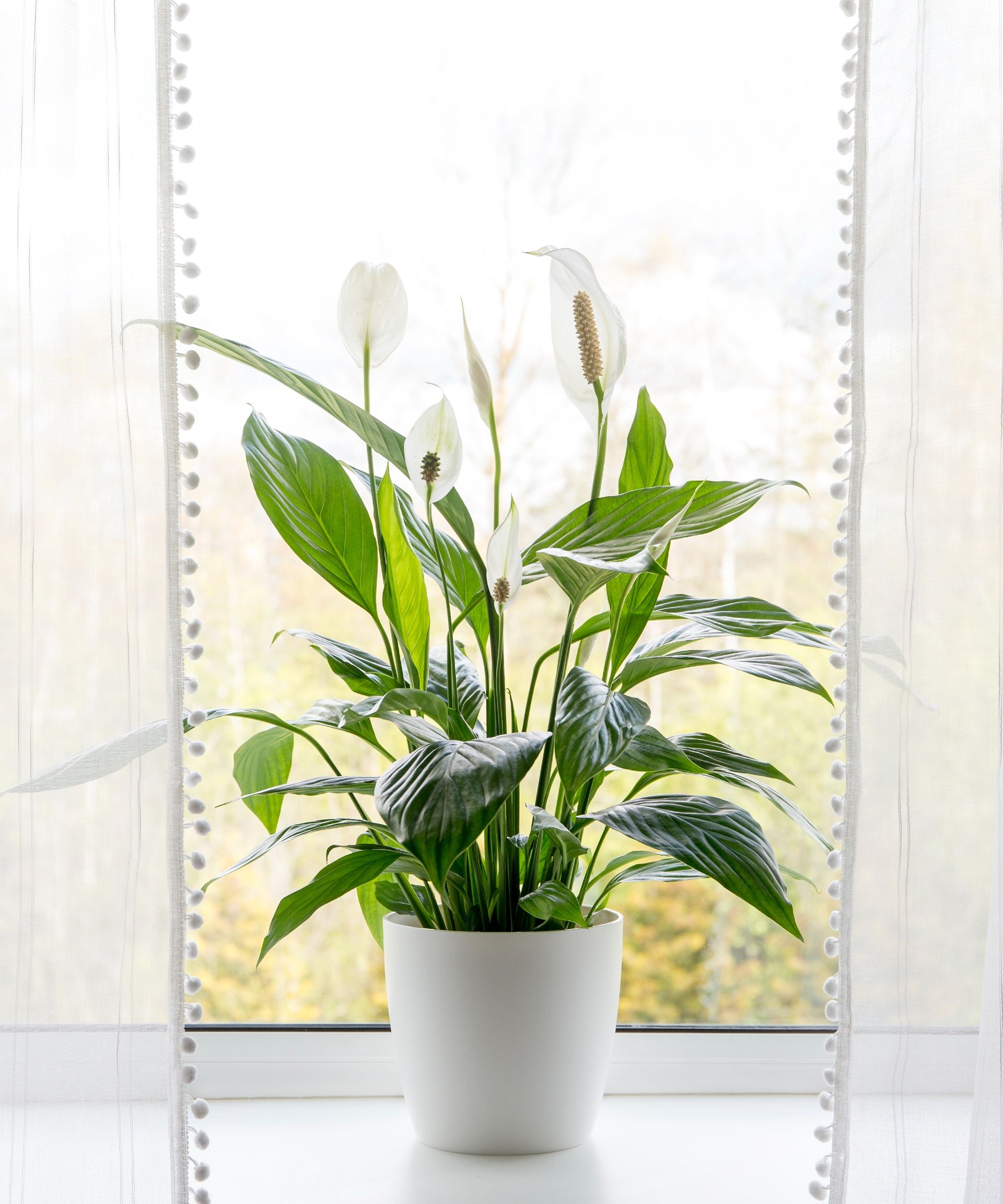 How to fertilize a peace lily and when to do it | Homes and Gardens