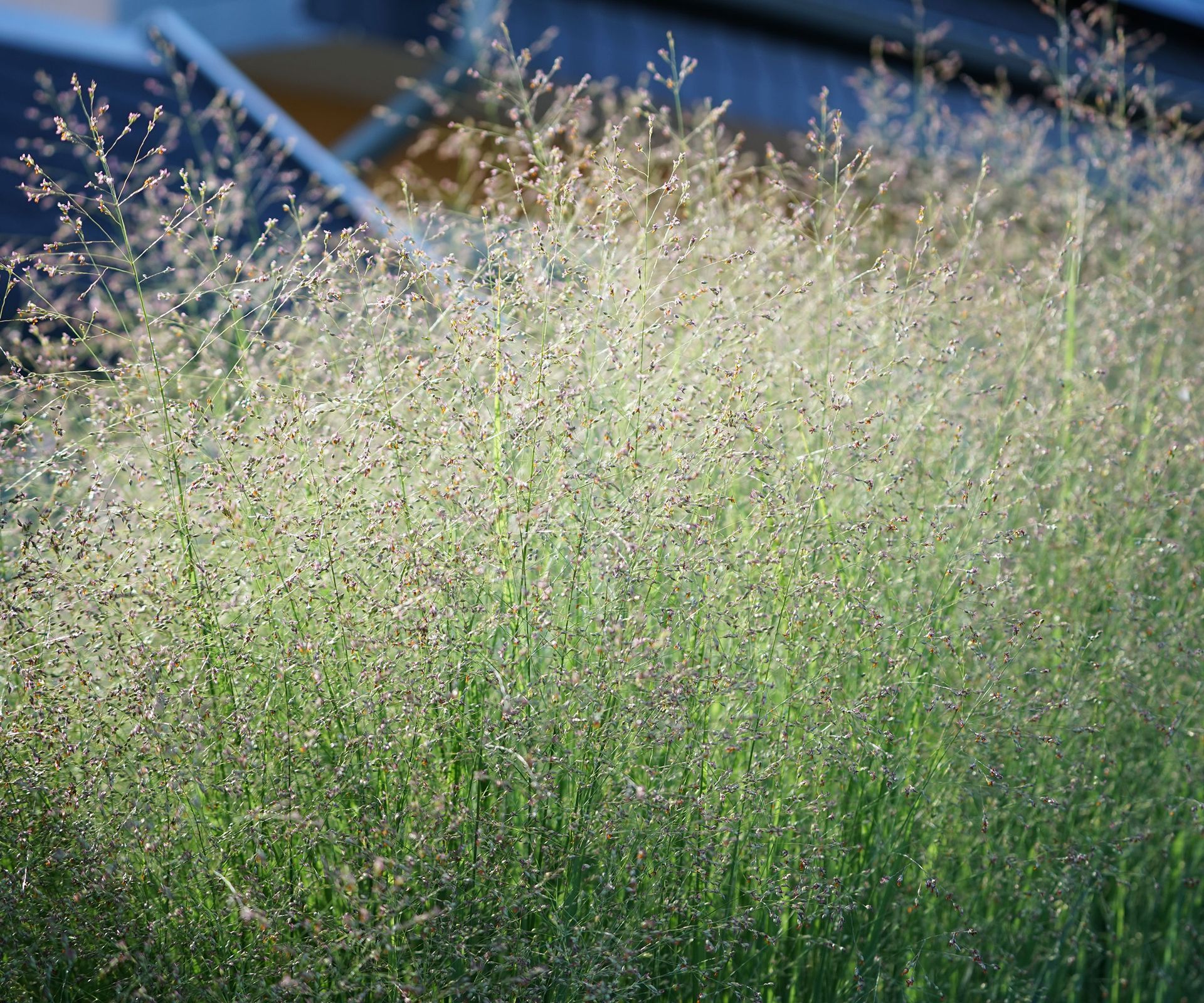 Unique Ornamental Native Grasses For Shape And Movement | Gardening ...
