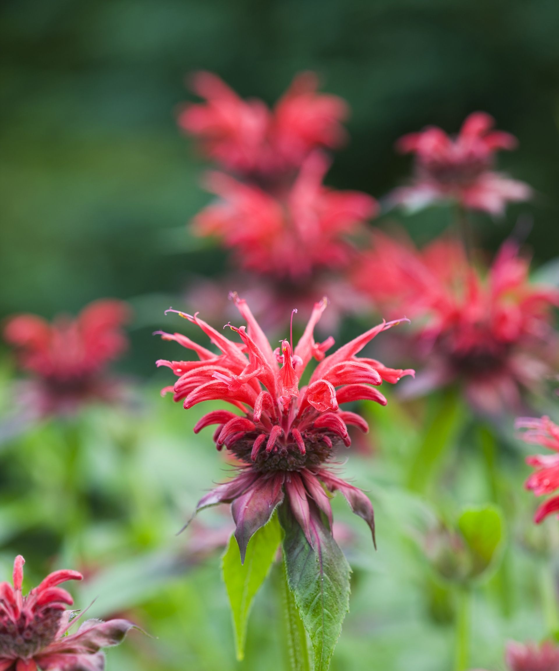 Best monarda varieties: 10 varieties of fragrant beebalm | Homes and ...
