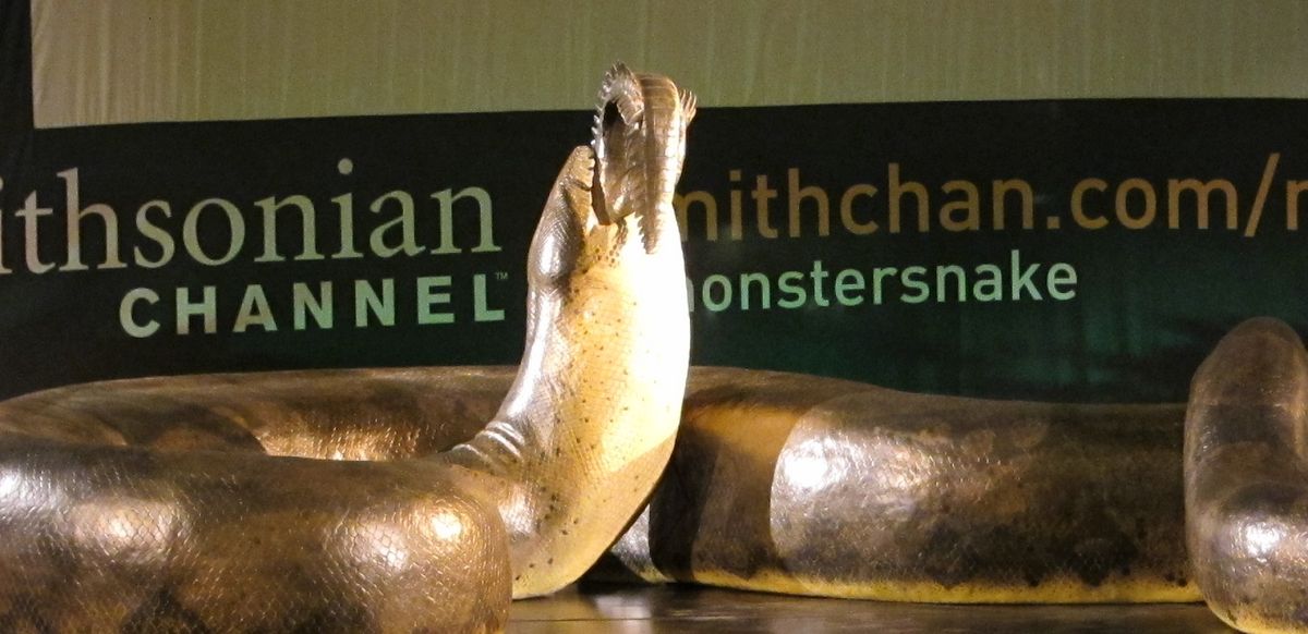 Snake Invader: Images of Titanoboa in Grand Central | Live Science