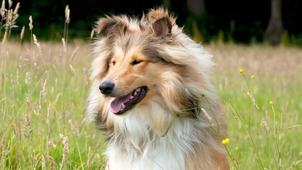 Collie: Breed profile and information | PetsRadar