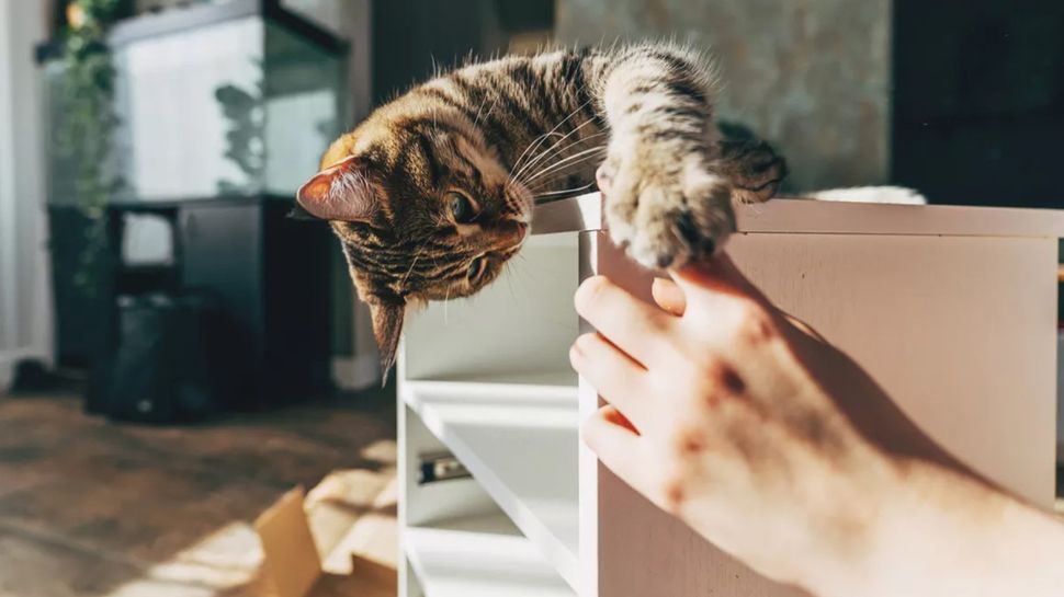 How to prepare for a cat | PetsRadar
