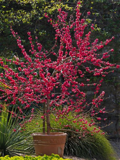 Best fruit trees to grow in pots: our top choices for containers ...