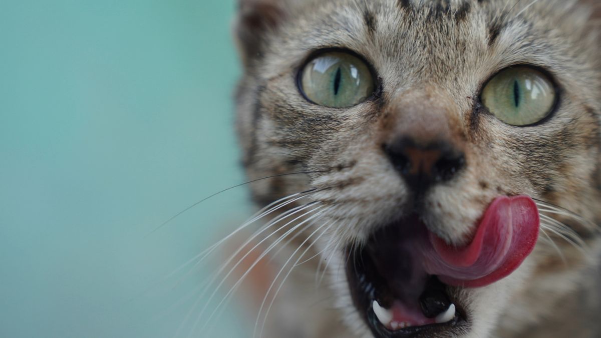 Vet reveals 7 reasons why your cat licks their lips | PetsRadar