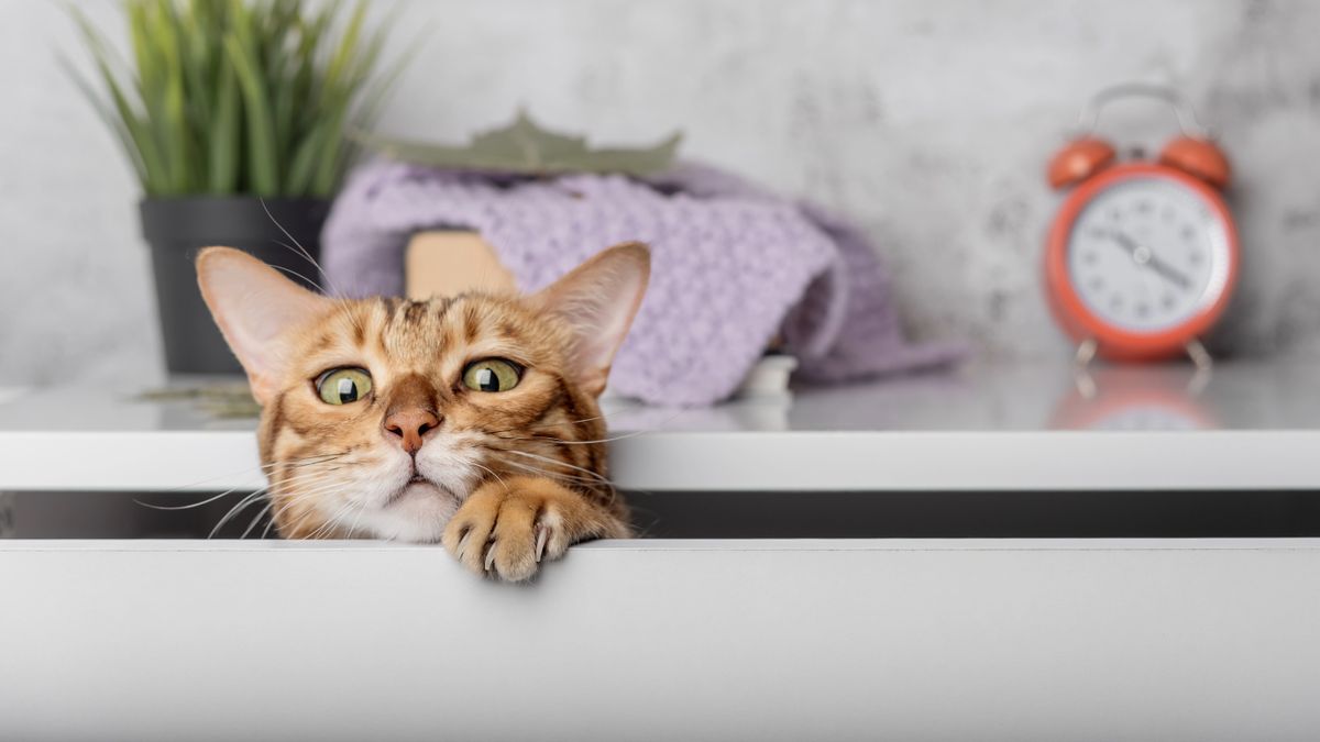 13 fun cat brain facts that are sure to blow your mind | PetsRadar