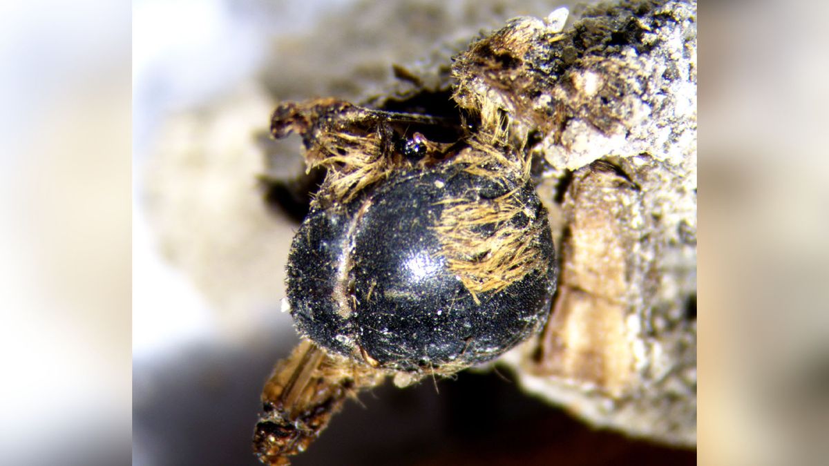 3,000-year-old mummified bees are so well preserved, scientists can see ...