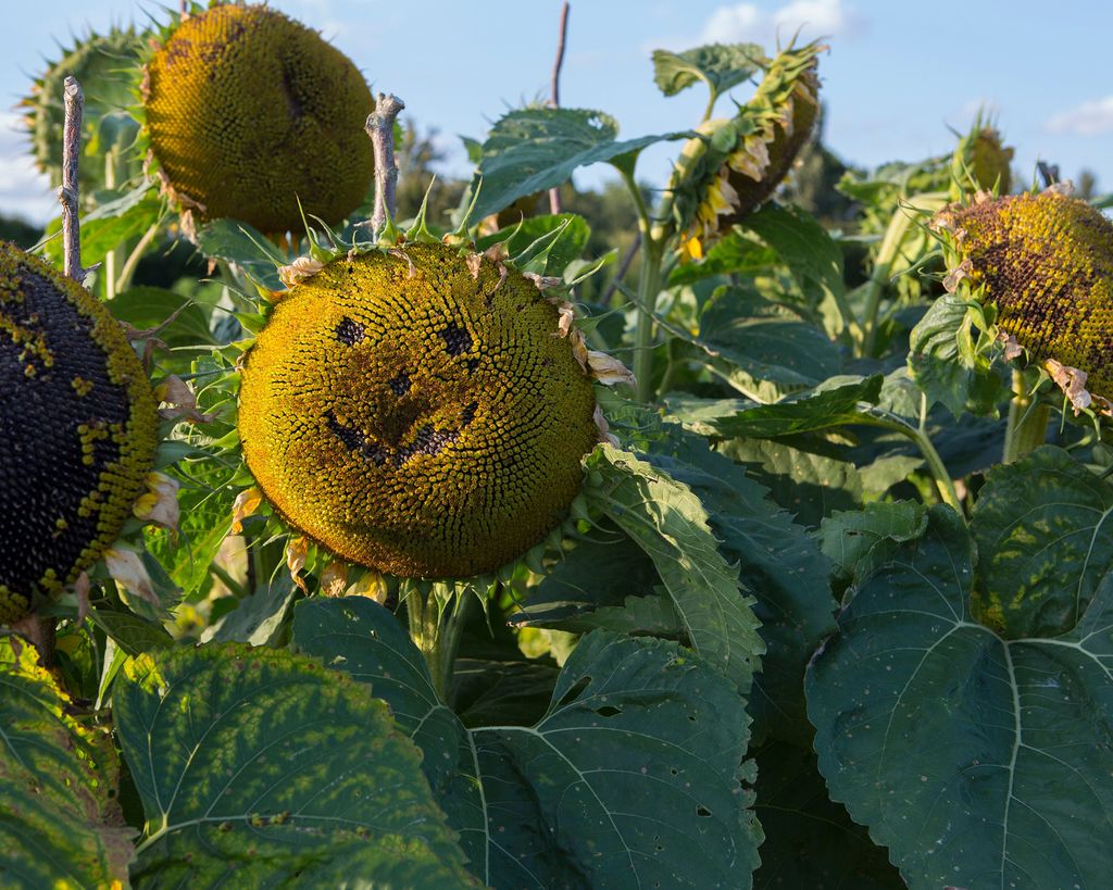 How to grow sunflowers – a step-by-step guide | Homes and Gardens