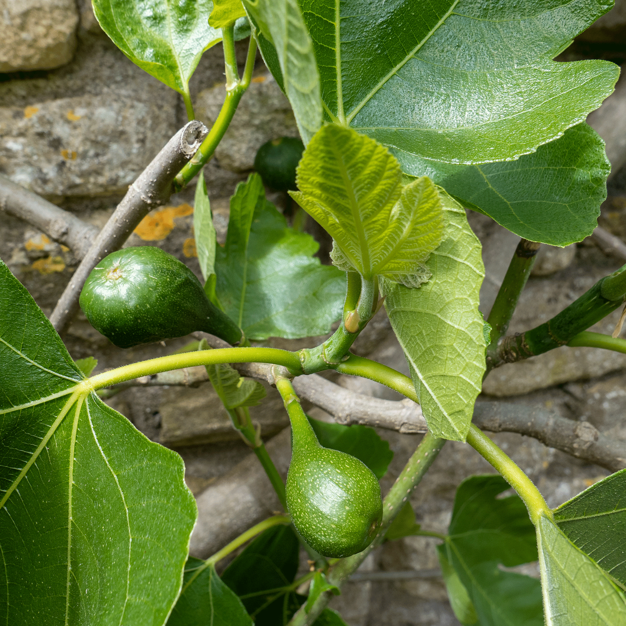 How to prune fig trees for a bountiful harvest year after year | Ideal Home