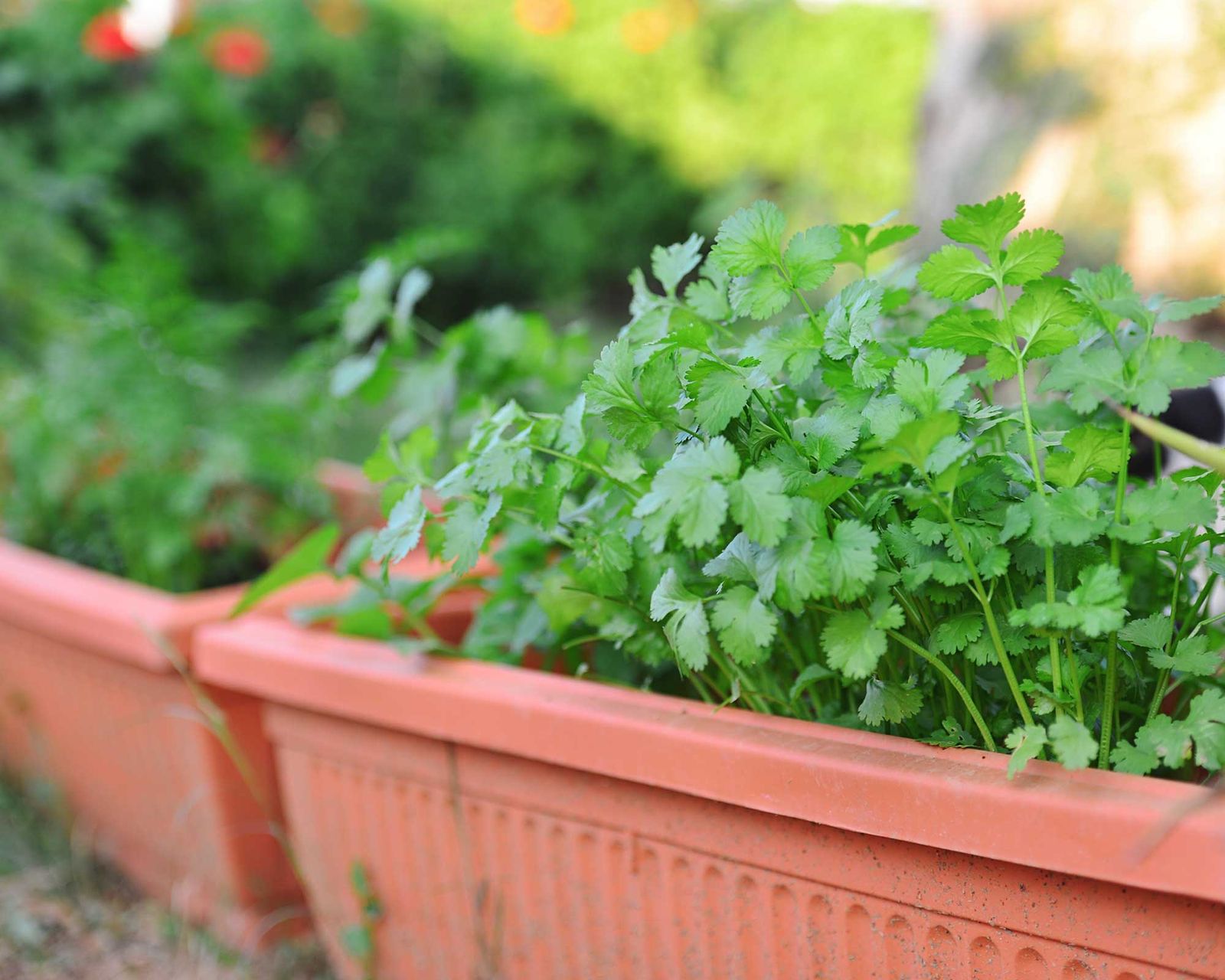 How to prune cilantro so that it keeps growing | Homes and Gardens