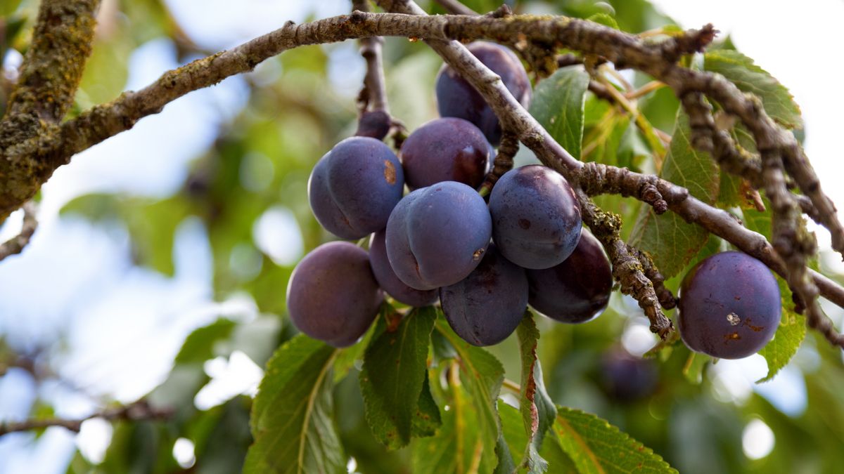How to get a damson tree to fruit: 3 methods to try | Homes and Gardens
