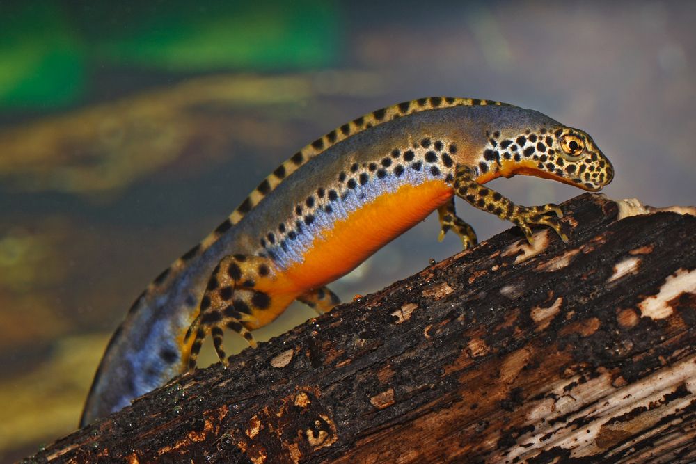 Facts About Newts | Live Science