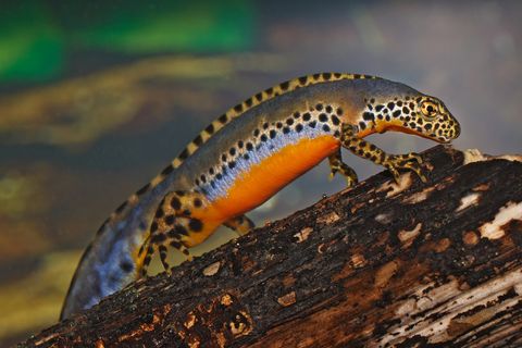 Facts About Newts | Live Science