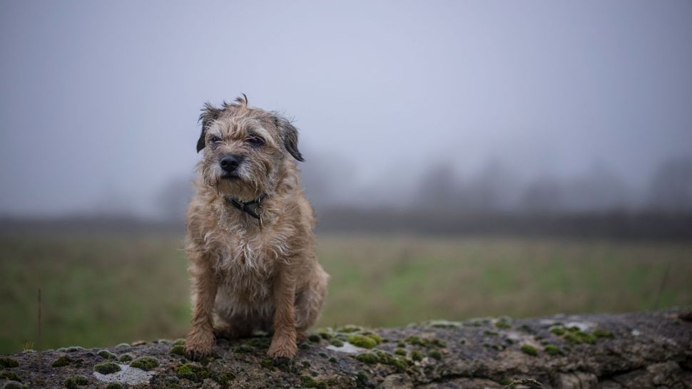11 wire-haired dog breeds and how to care for their coats | PetsRadar