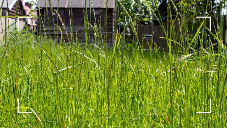 How to cut long grass: expert advice for overgrown lawns | Woman & Home