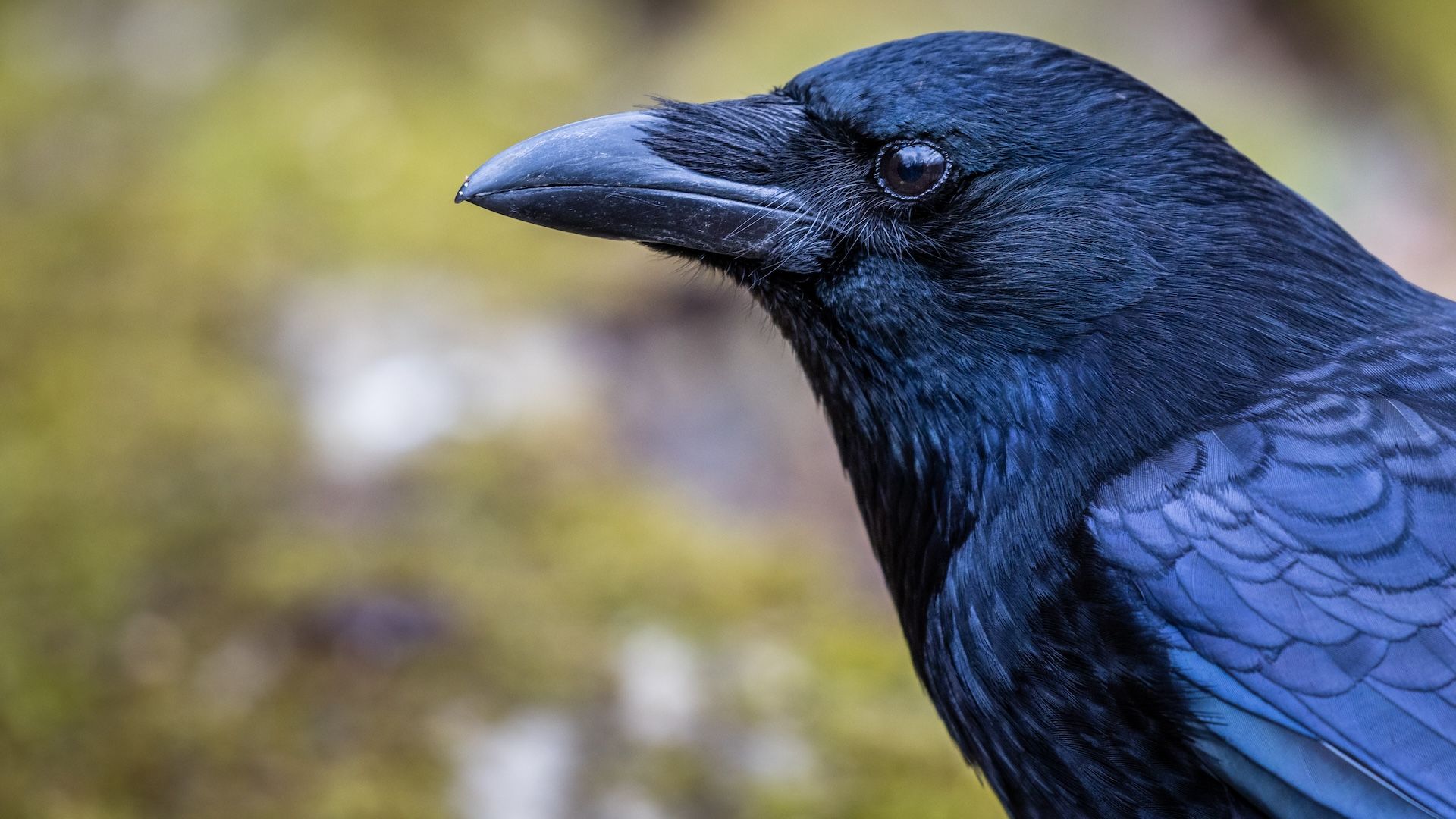 Crows: Facts about the clever birds that live all over the world | Live ...
