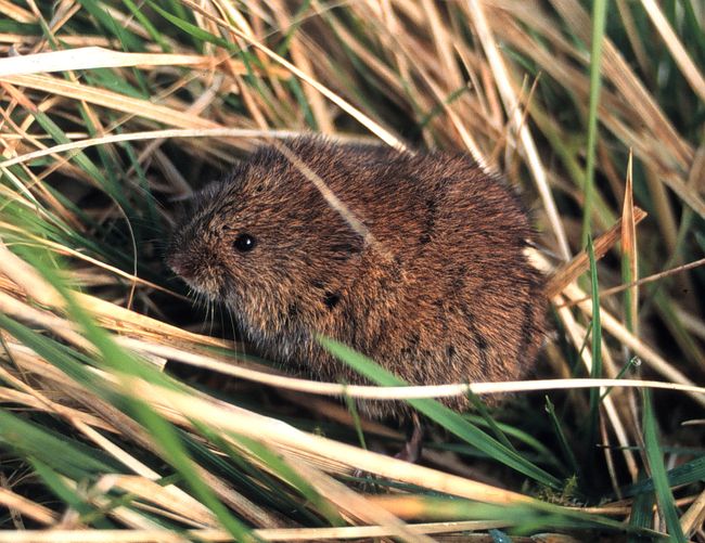 In Photos: Adorable Voles | Cute Animals | Live Science
