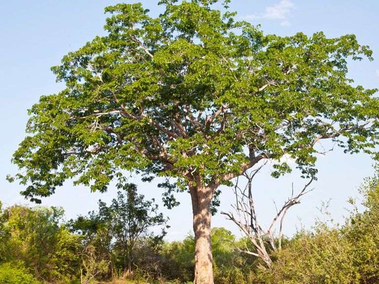 Mahogany Tree Information: Learn About Mahogany Tree Facts And Uses ...