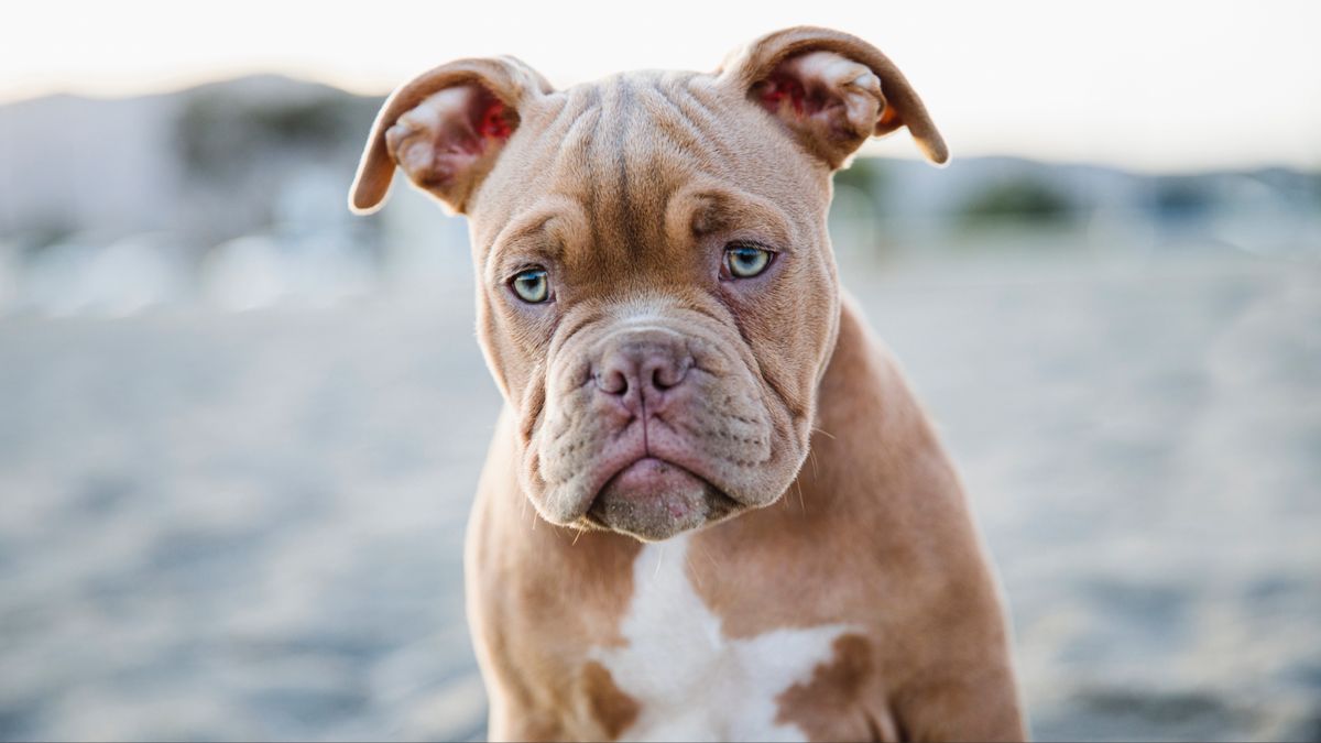 32 dog breeds that are the biggest droolers | PetsRadar