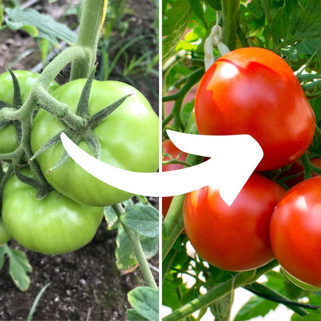 Tips & Information about Tomatoes | Gardening Know How
