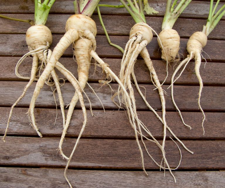 How to grow parsnips: expert tips for these root vegetables | Homes and ...
