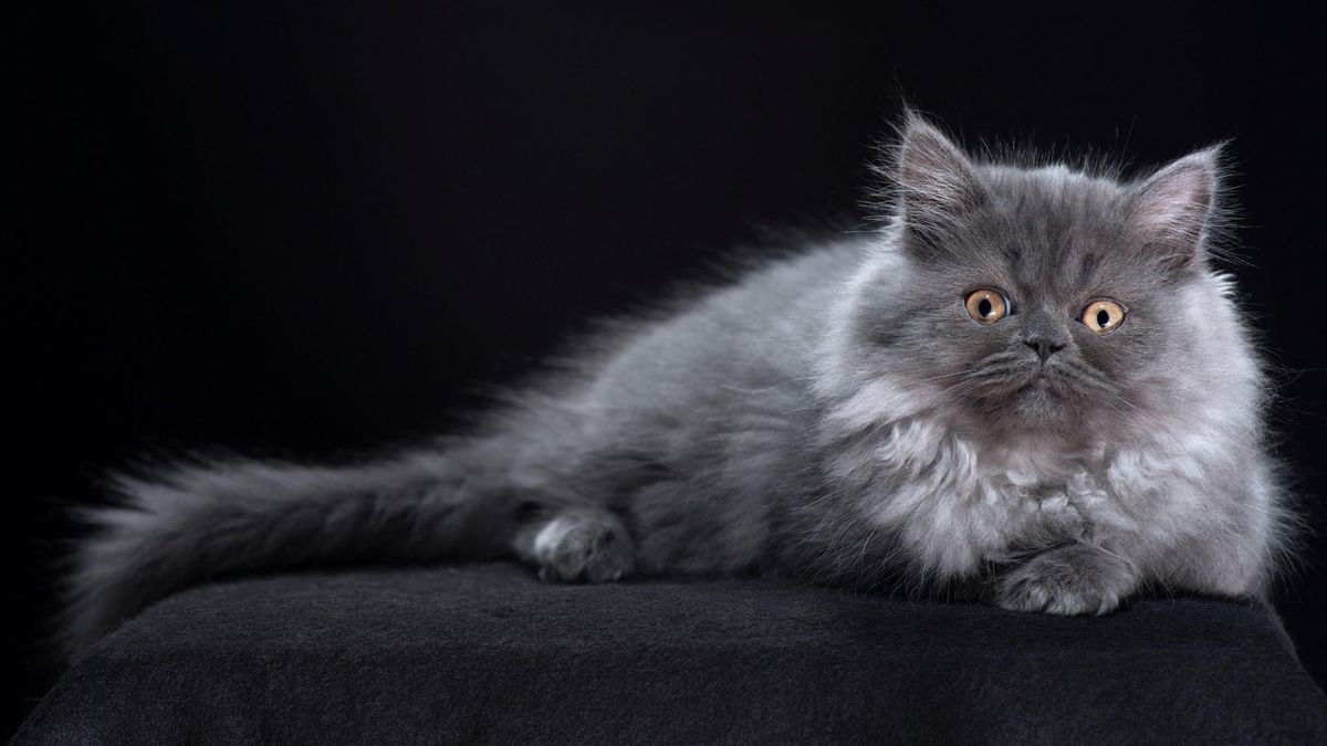 32 facts about ragamuffin cats | PetsRadar