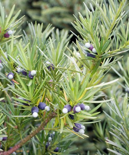Podocarpus care and growing guide: top tips for these trees | Homes and ...