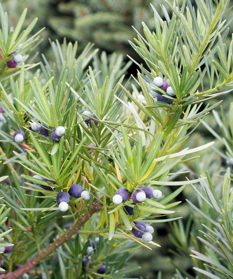 Podocarpus care and growing guide: top tips for these trees | Homes and ...