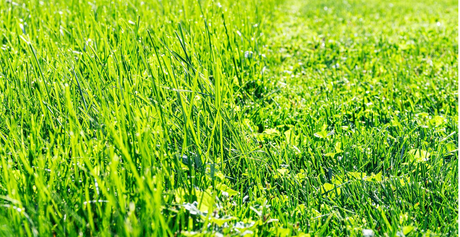 Should you cut grass in hot weather? Lawn experts share advice | Woman ...