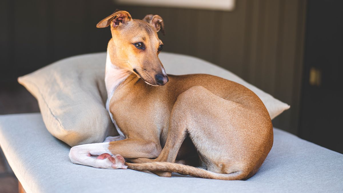 Italian Greyhound: Breed profile and information | PetsRadar