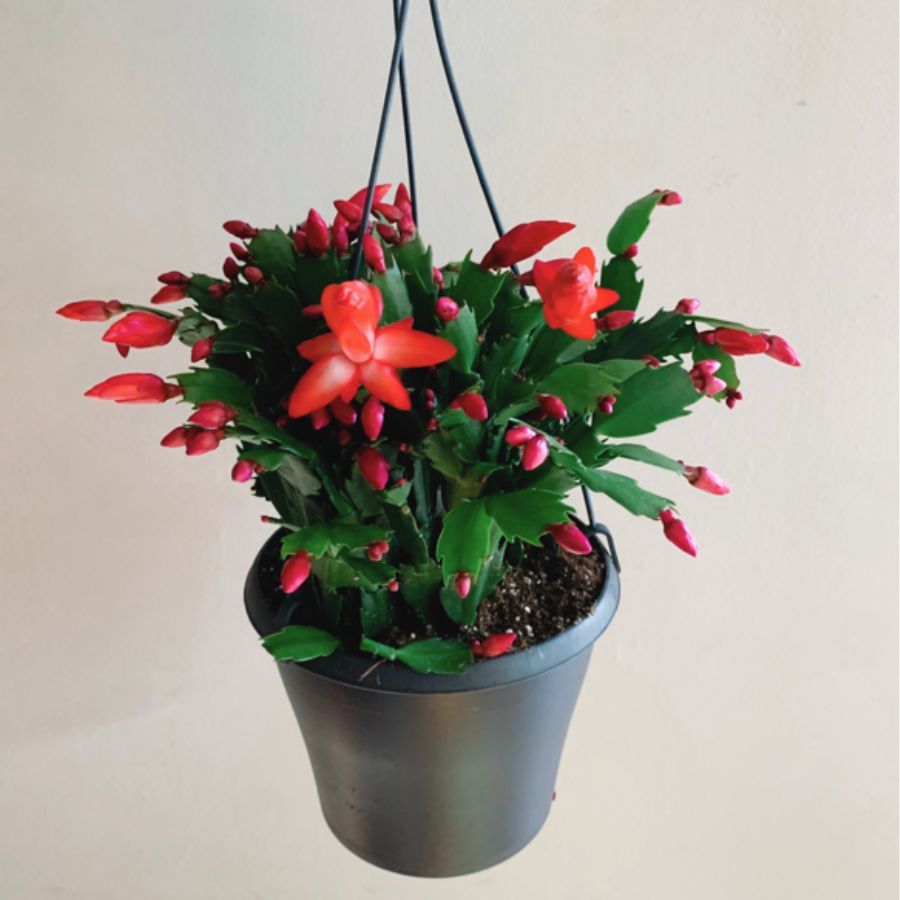How to distinguish the 3 different types of holiday cactus | Livingetc
