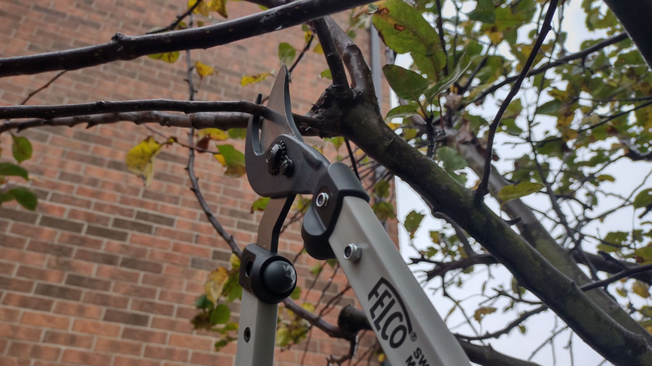 How to prune a tree: A step-by-step guide to revitalising your trees ...