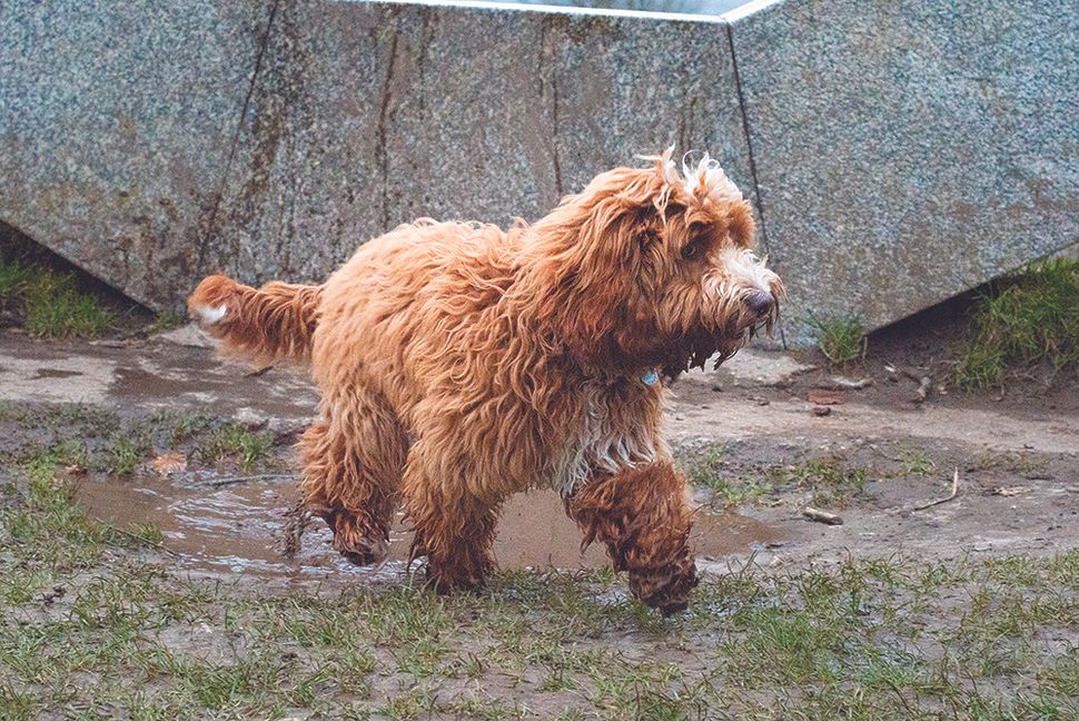 Dog photography: how to shoot action shots of running dogs | Digital ...