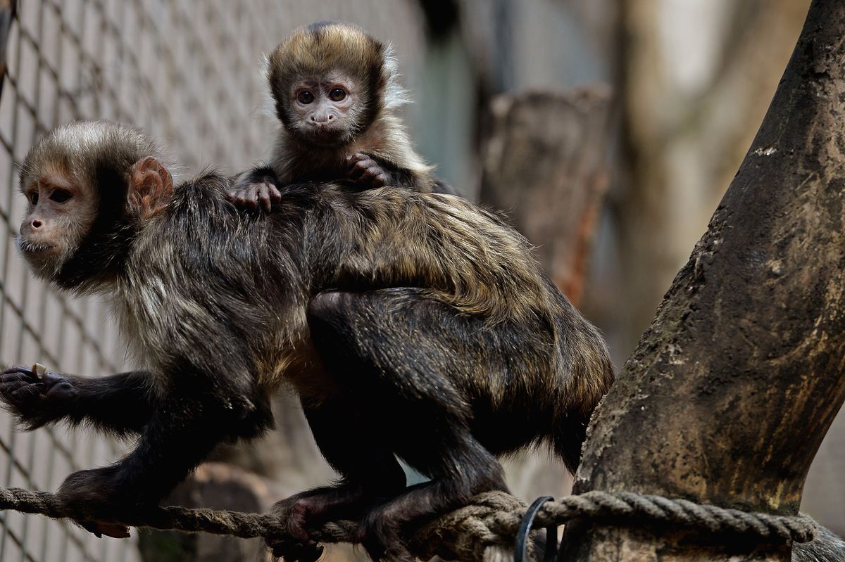 Capuchin monkeys are going through their own Stone Age | The Week