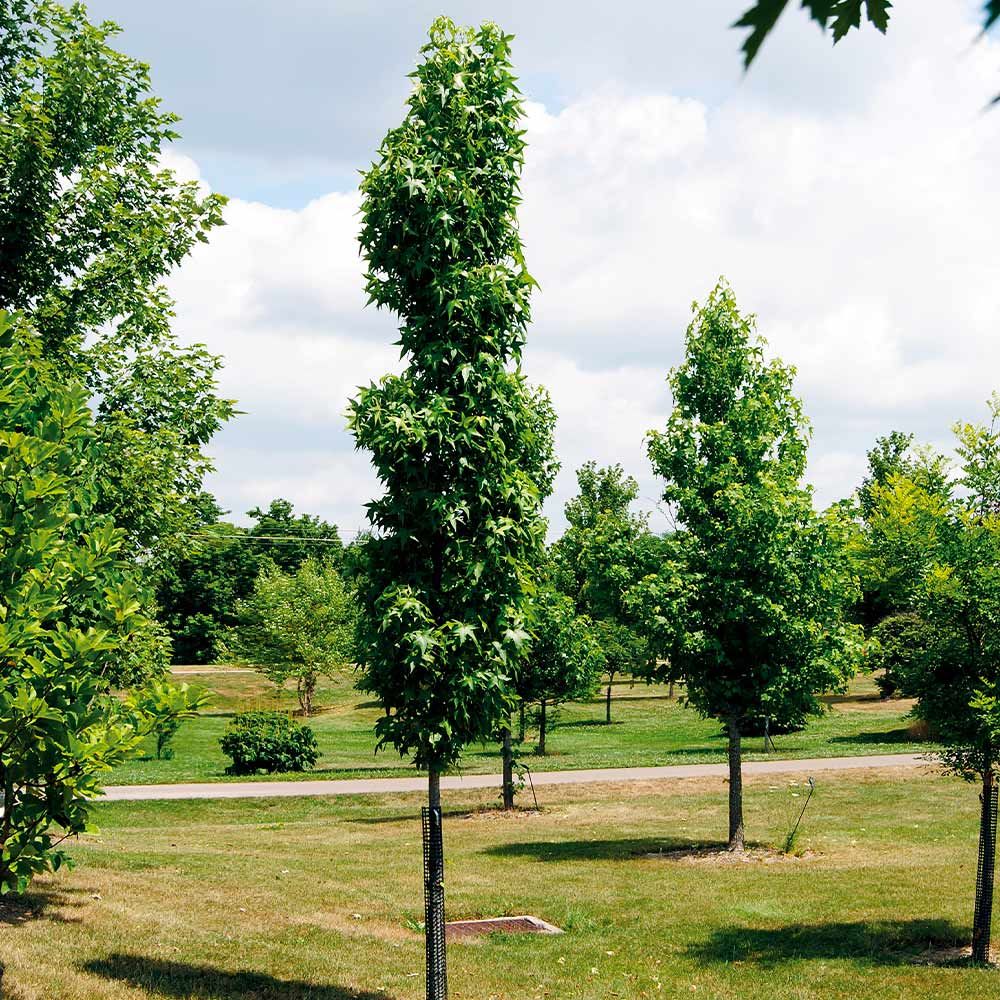 Privacy trees for small backyards – 8 tall varieties to try | Livingetc