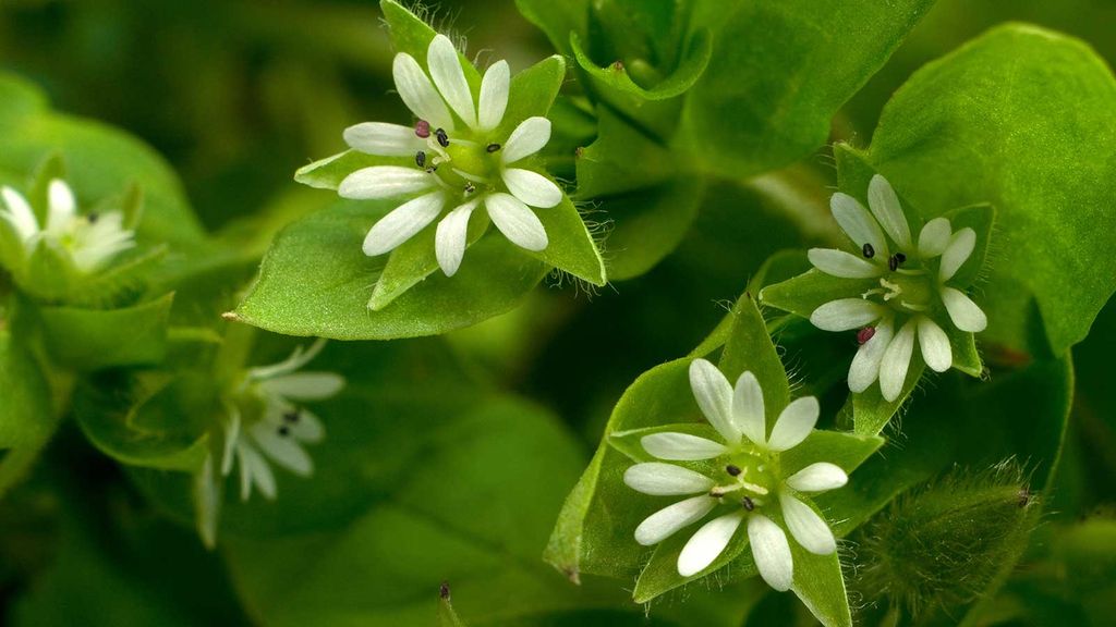 Natural solutions recommended to combat dahlia pests | Homes and Gardens