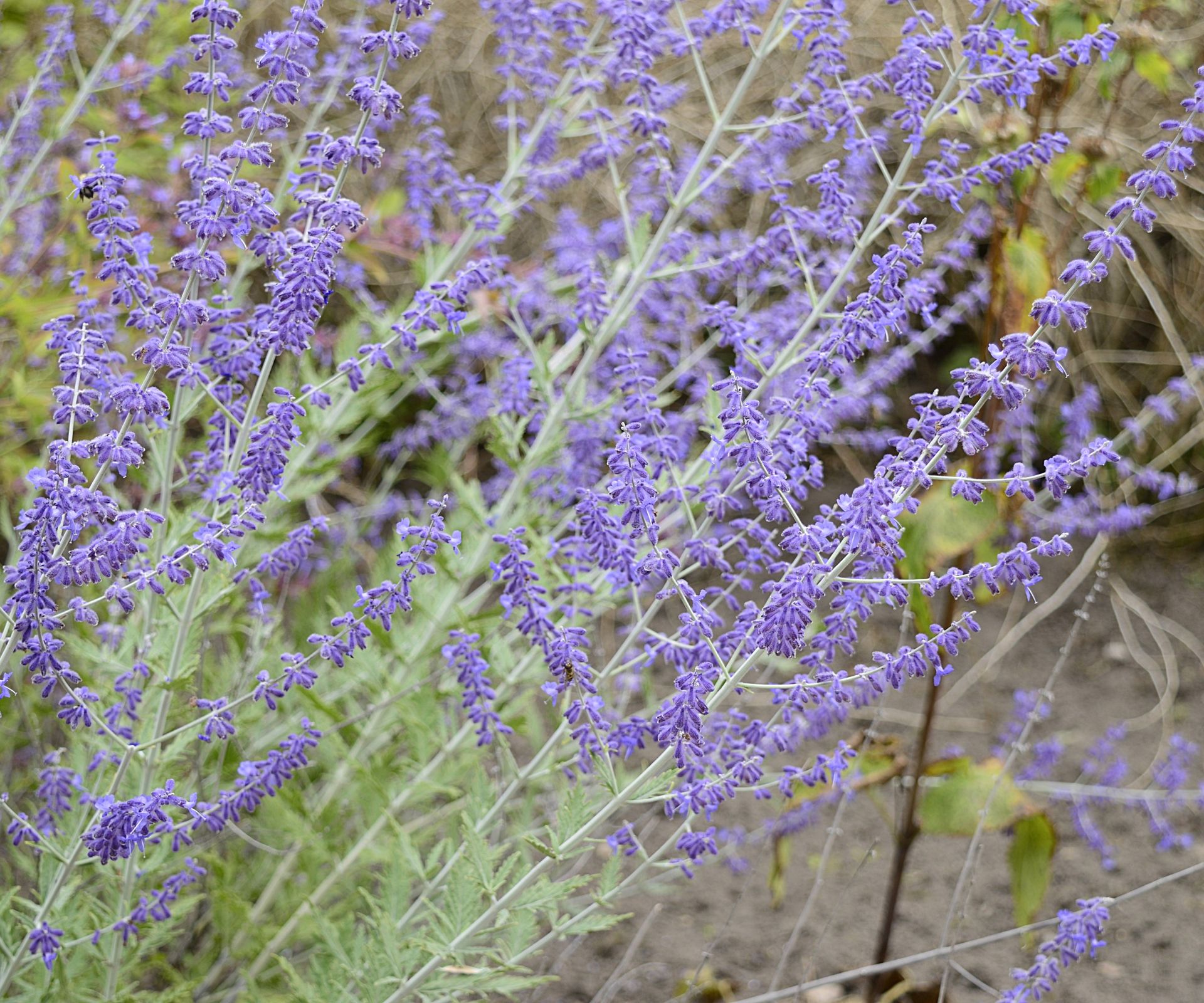 How to grow Russian sage - expert tips for thriving plants | Homes and ...