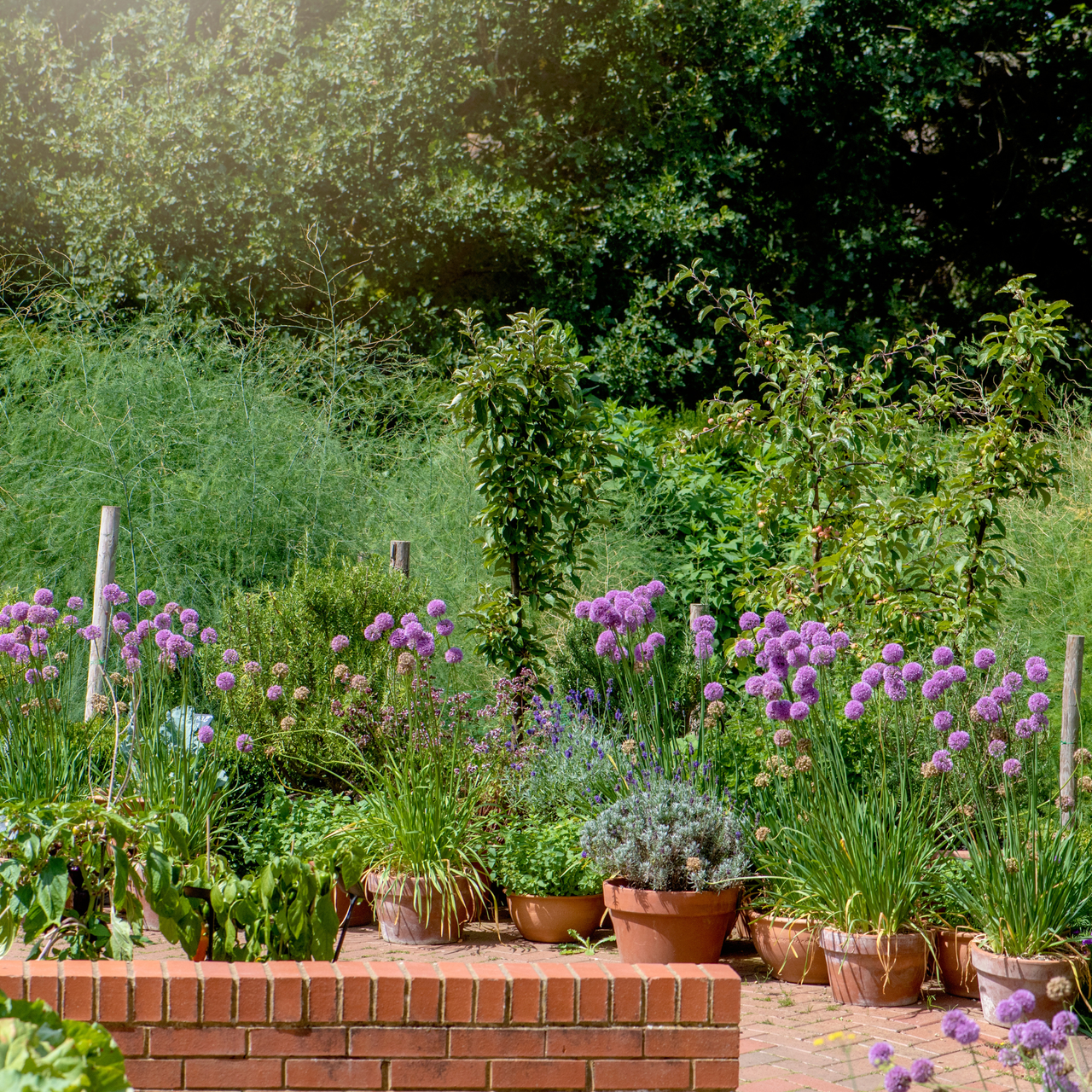 Plant allium bulbs in pots now for striking spring displays | Ideal Home