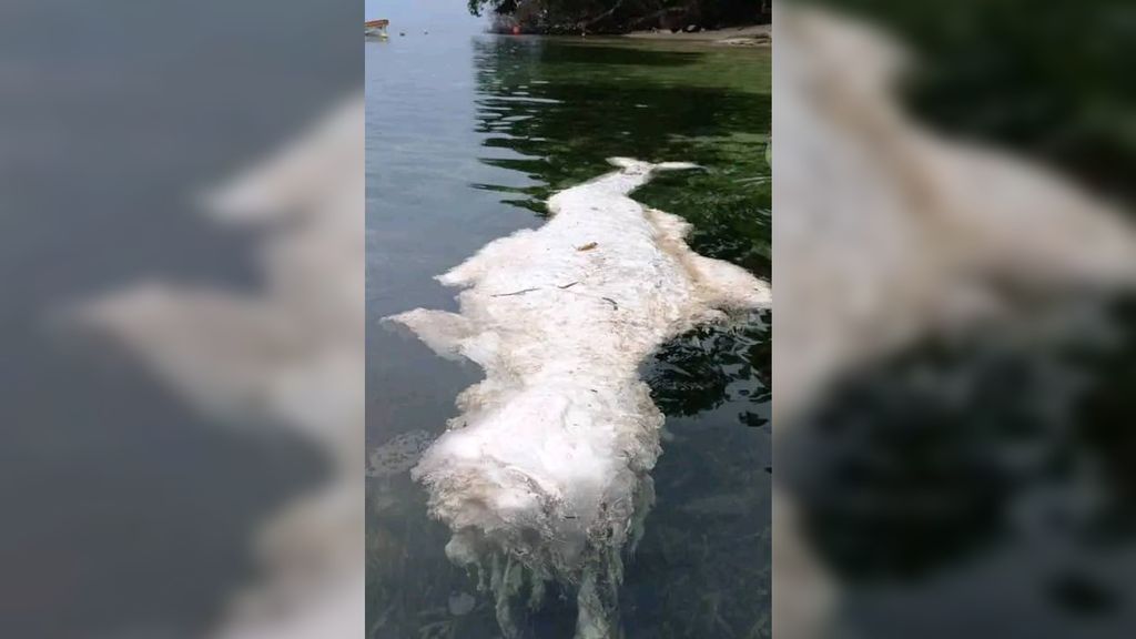 Identity of mysterious 'mermaid globster' that washed up in Papua New ...