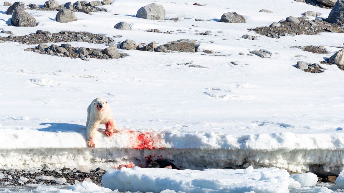 Cannibal animals: 12 creatures that gobble up their own kind | Live Science