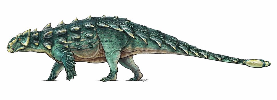 Photos: See the Armored Dinosaur Named for Zuul from 'Ghostbusters' | Live Science