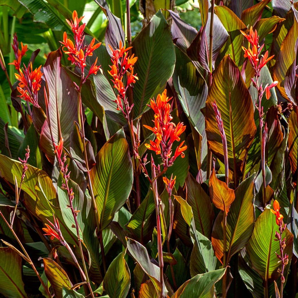 What is overwintering? The key to keeping your plants alive | Ideal Home