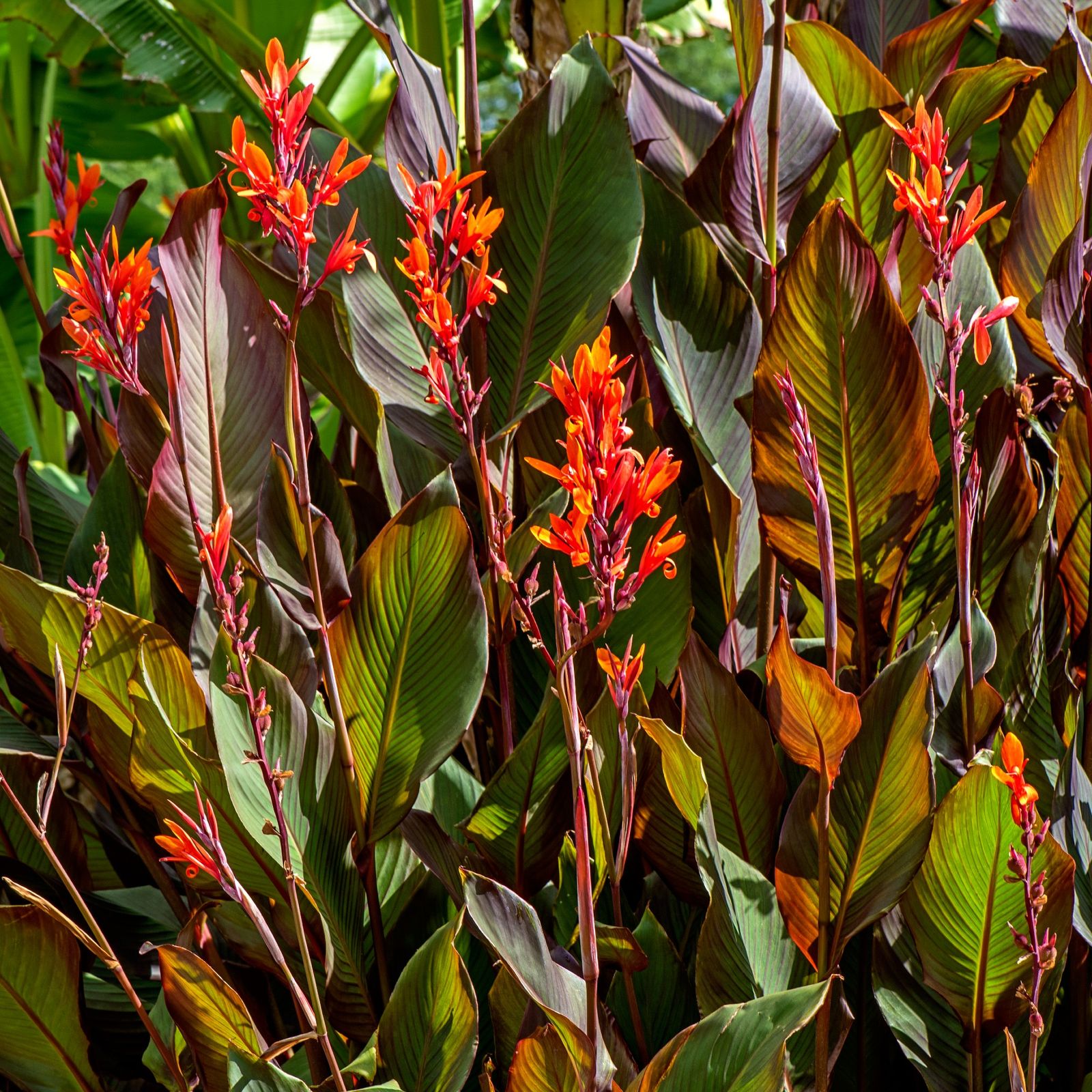 What is overwintering? The key to keeping your plants alive | Ideal Home