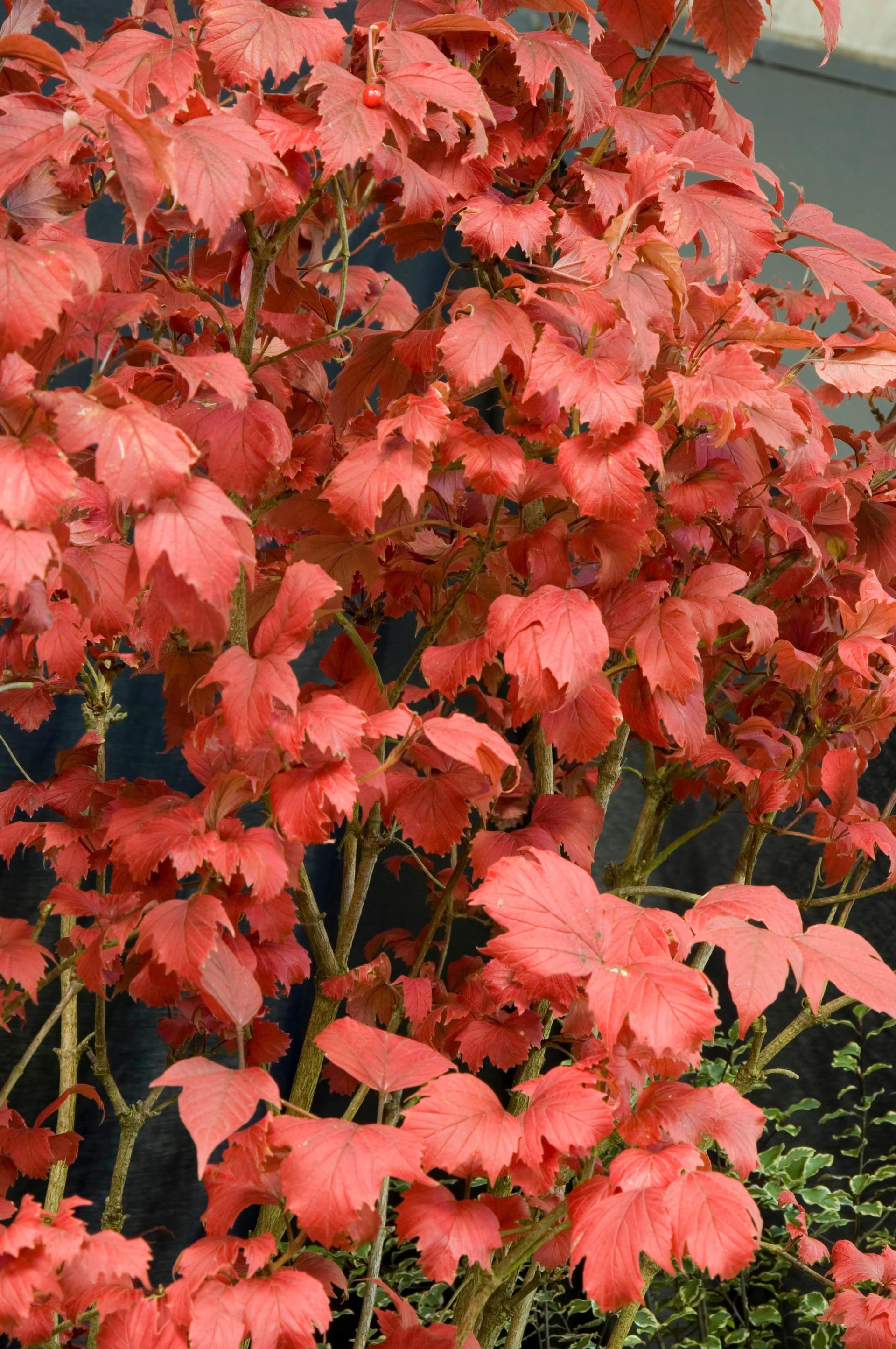 How to grow viburnum: add colour, fragrance and fabulous foliage ...
