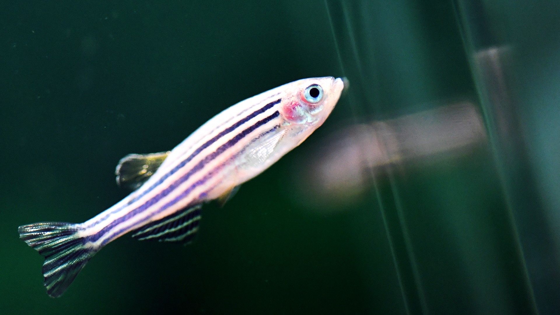 China is sending zebrafish to the Tiangong space station | Space
