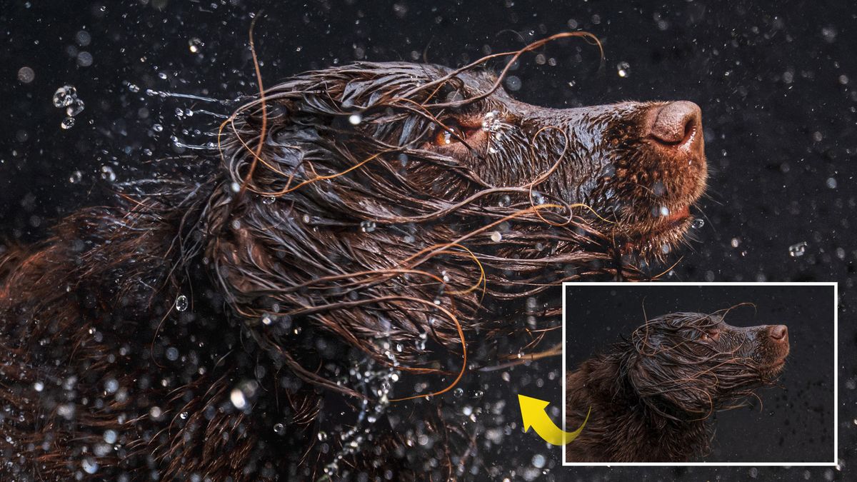 Perfect your pet portraits by adding layer effects in Photoshop ...